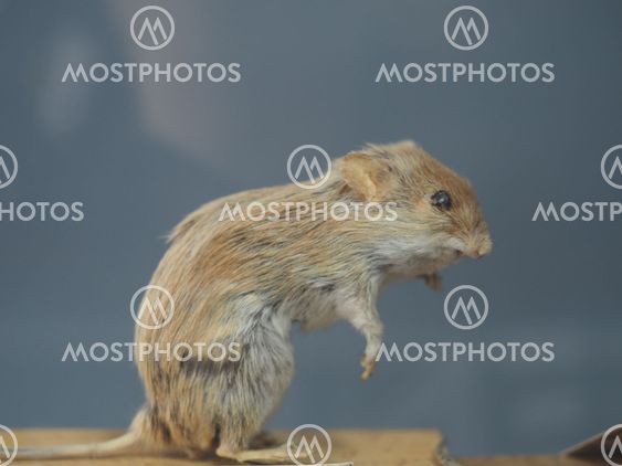 "Mouse gerbil. Gerbils, a su..." af Ольга Кожина - Mostphotos