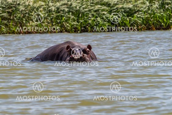 "Hippo looking out of the wa..." by Rudolf Ernst - Mostphotos
