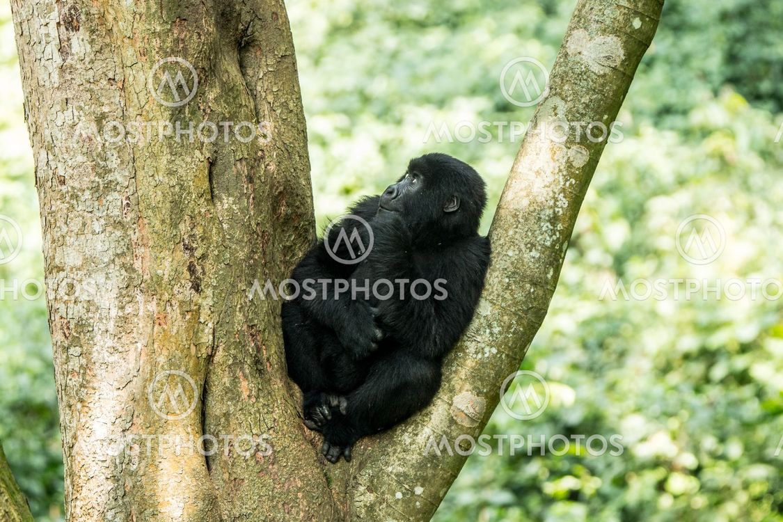 "Mountain gorilla in a tree..." av Simon Eeman - Mostphotos