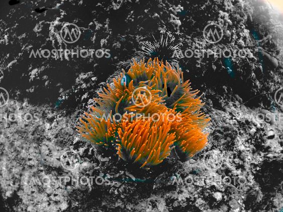 Rob Atherton:n kuva "A bright red orange sea ane..." - Mostphotos