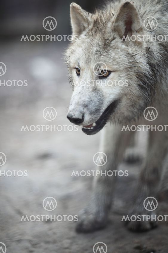 "Arctic Wolf (Canis lupus ar..." fra lightpoet - Mostphotos