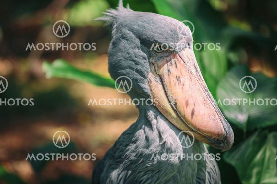 African Shoebill