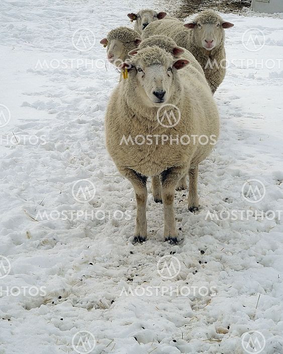 "Sheep Corral Rural Farm" by Tammy Winand - Mostphotos