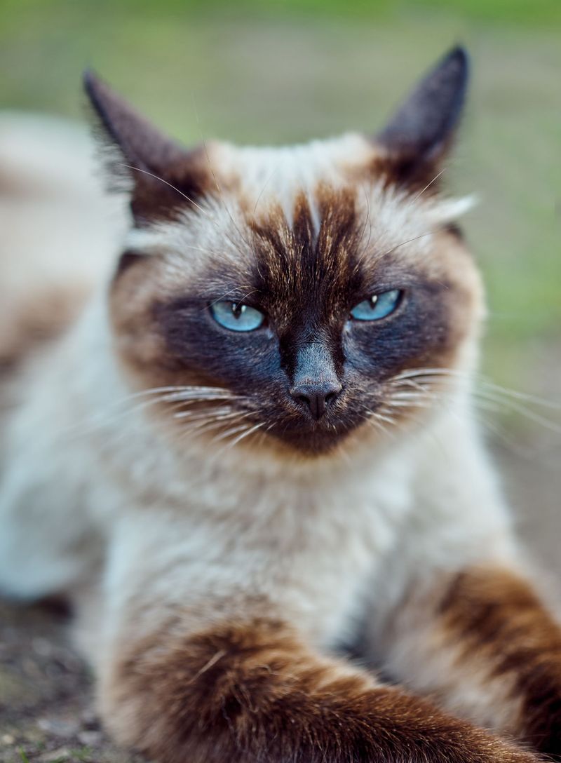 Mysiga kattbilder online - Mostphotos