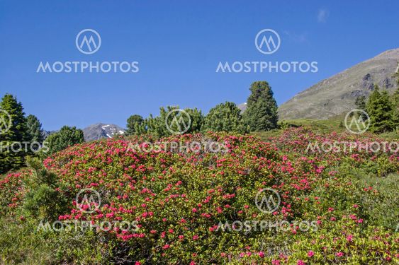 "Alpine roses bloom in the S..." by Christa Eder - Mostphotos