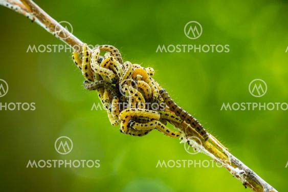 "Closeup of a pest larvae ca..." av Sander Meertins - Mostphotos