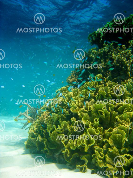 "Undersøisk Scene af Great B..." af Giovanni Gagliardi - Mostphotos