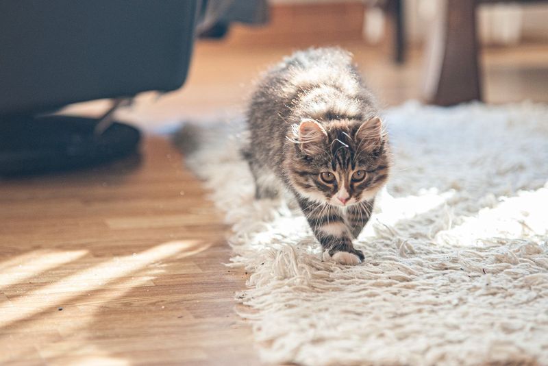 Mysiga kattbilder online - Mostphotos