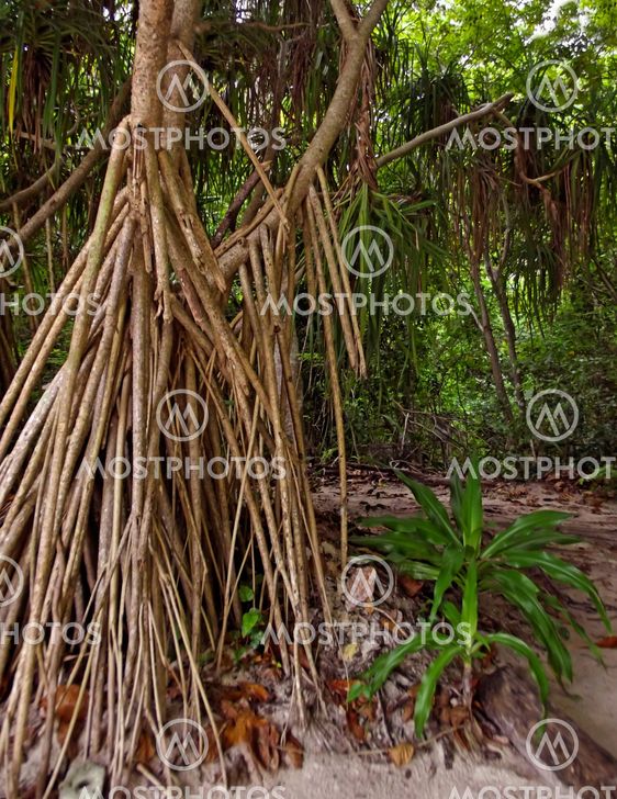 "Aerial prop roots of pandan..." by Orion17 - Mostphotos