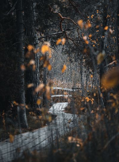 Fina skogsbilder online - Mostphotos