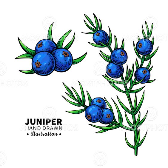 Juniper Berries Drawing
