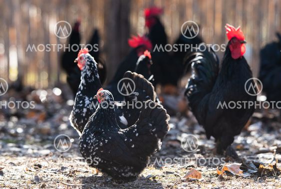 "A flock of hens, chickens a..." by Dusan Kostic - Mostphotos
