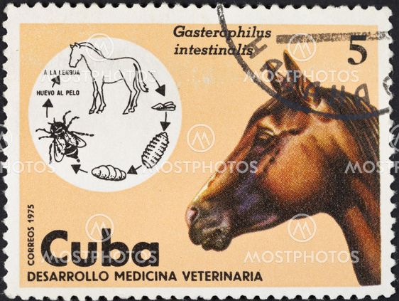 "life cycle of Gasterophilus..." av Valeriy Voennyy - Mostphotos