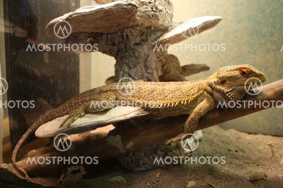"Bearded Dragon lizard basking" by Sapphire Mountain Studio - Mostphotos