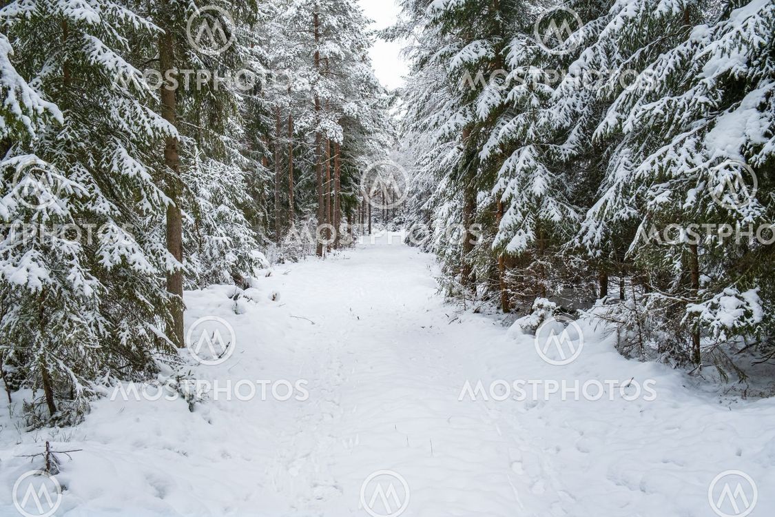 "Stig i skogen med spår i snön" av Lars Johansson - Mostphotos