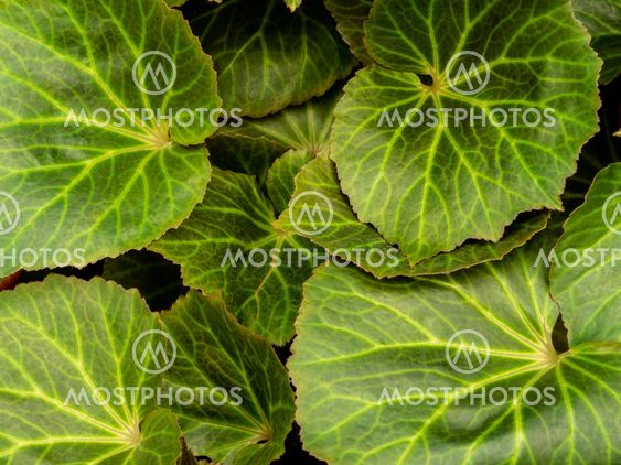 "Surface texture of Begonia..." av Satakorn Sukontakajonkul - Mostphotos