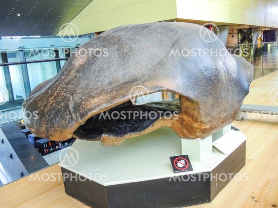 "Giant ancient turtle shell..." by Bundit Minramun - Mostphotos