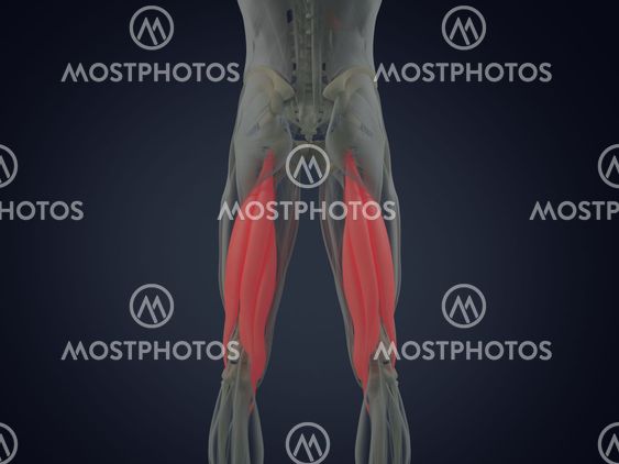 "Hamstring muscle group, hum..." by Chris Wieffer - Mostphotos