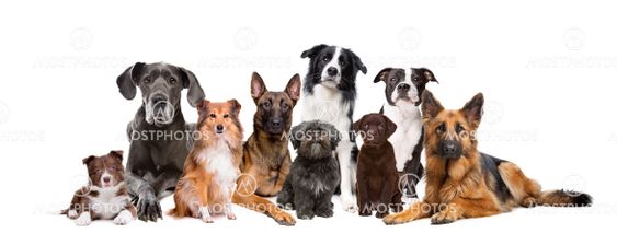 What Happened To The Nine Puppies In Animal Farm