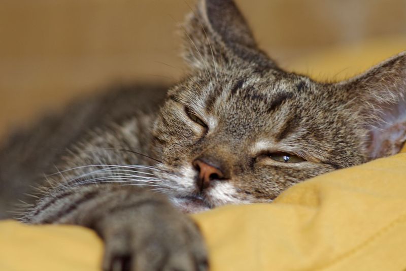 Mysiga kattbilder online - Mostphotos