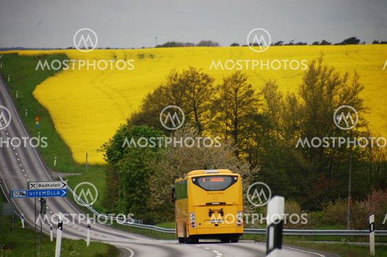 "Gul buss i rapsfält" av jagen51 - Mostphotos
