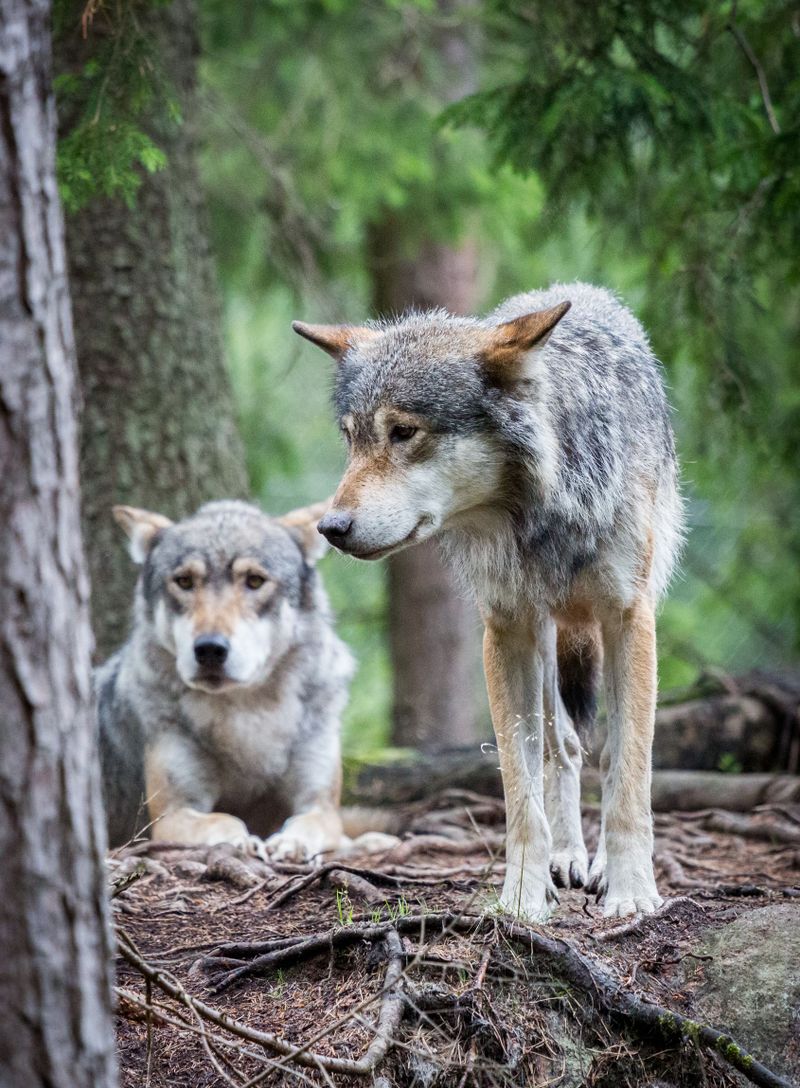 Nordic animals - Mostphotos