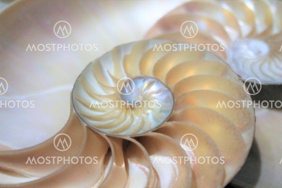 "fibonacci pattern in cross..." fra User_77192 - Mostphotos