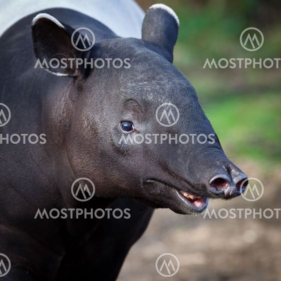 Malayan Tapir Nose
