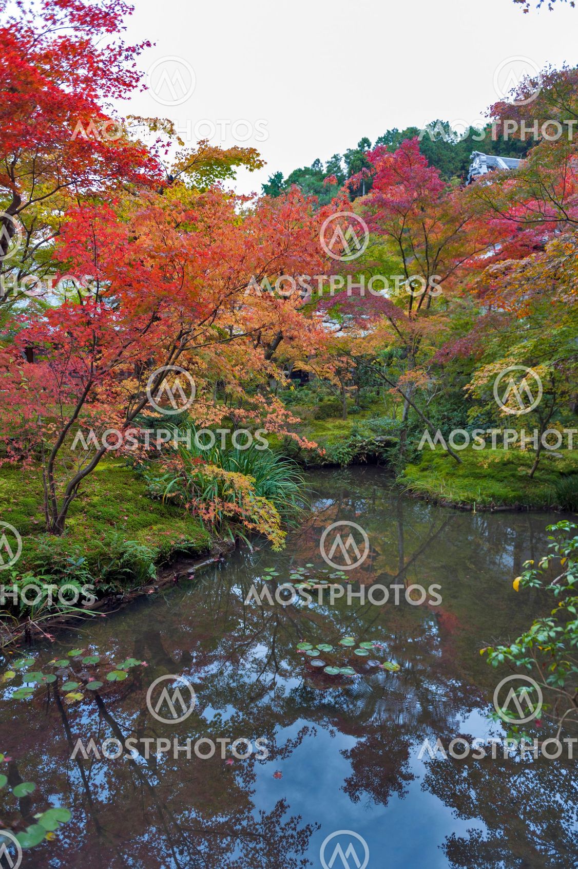 "Lush foliage of Japanese ma..." fra Gaid Phitthayakornsilp - Mostphotos