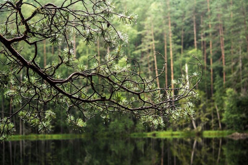 Fina skogsbilder online - Mostphotos