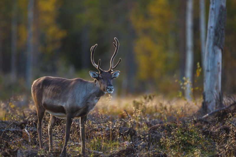 Nordic animals - Mostphotos