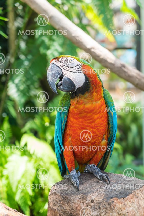 "macau parrot " by topntp - Mostphotos
