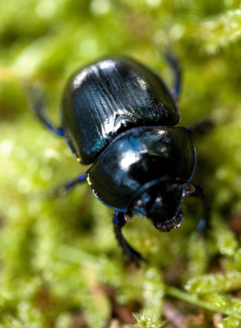 Bilder på fjärilar och insekter i Sverige - Mostphotos