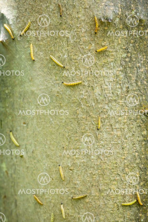 "Closeup of a pest larvae ca..." av Sander Meertins - Mostphotos