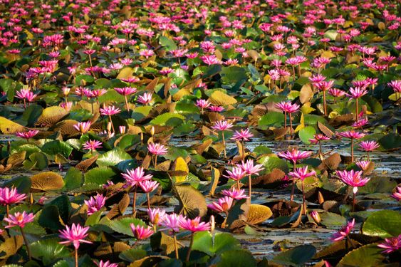 Lotus Flower Farm In The Philippines | Best Flower Site