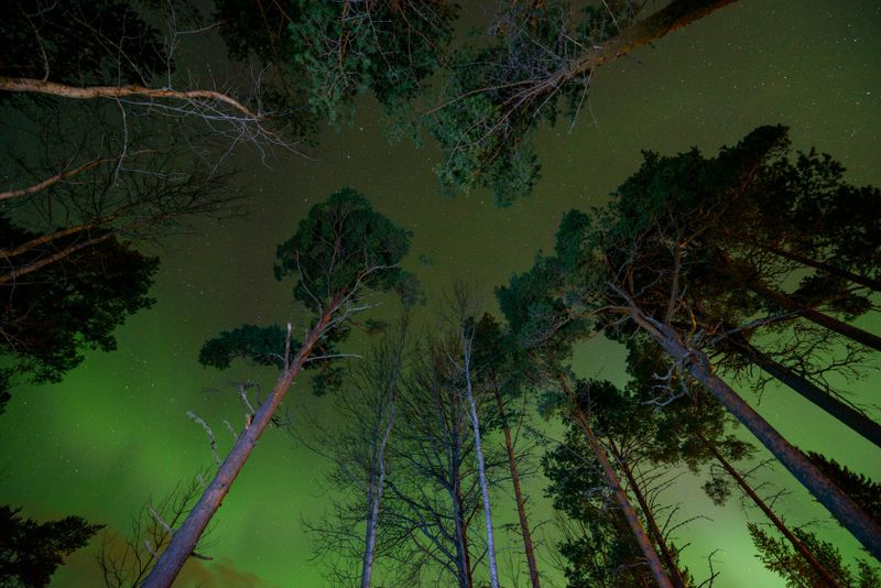 Fina skogsbilder online - Mostphotos