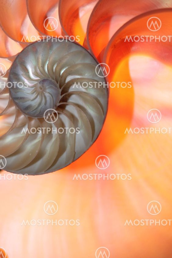 "nautilus shell symmetry Fib..." by User_77192 - Mostphotos