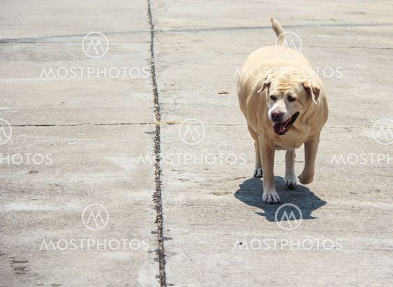 Fat Labrador Retriver How To Keep Your Labrador Slim: Vets Reveal 7