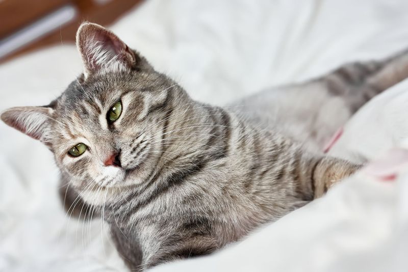 Mysiga kattbilder online - Mostphotos