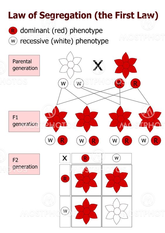 Law Of Segregation Diagram Full Article: Comparison Of Teaching And