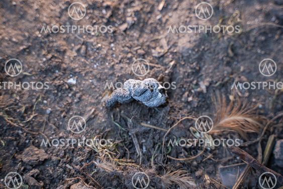 "Fresh chicken poop close-up..." av Влад Варшавский - Mostphotos