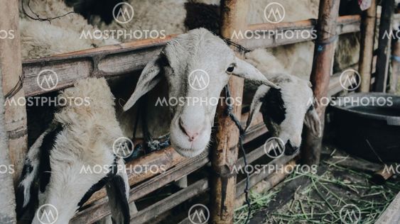 "Goat inside a traditional I..." by Reezky Pradata - Mostphotos