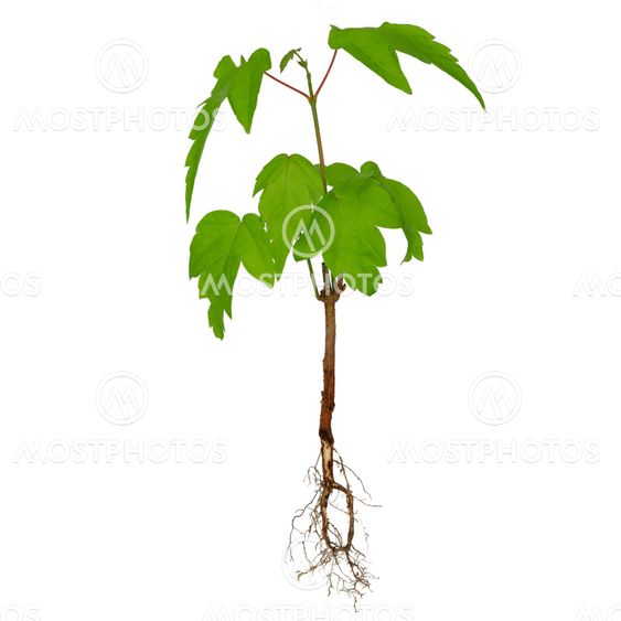 "Tree seedling with roots on..." fra MAXSHOT_PL - Mostphotos