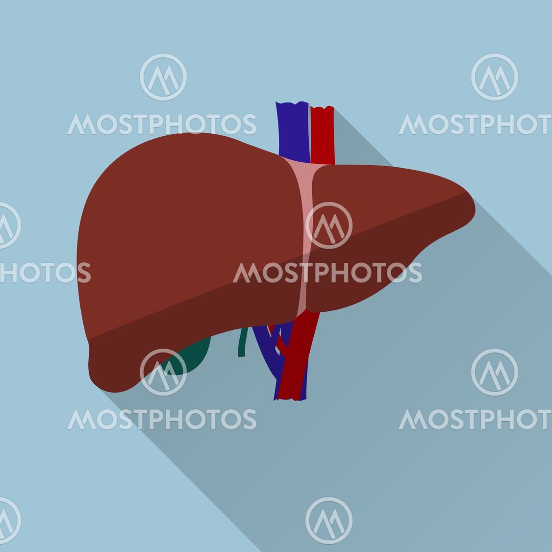 "Human liver flat design" av BoogieMan - Mostphotos