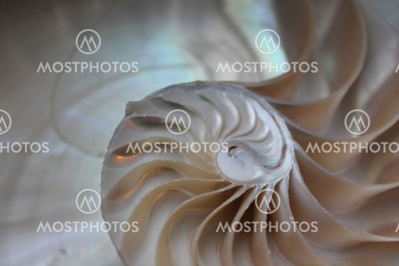 "nautilus shell symmetry Fib..." by User_77192 - Mostphotos