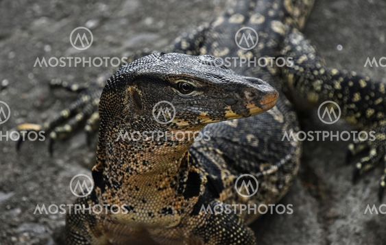 Puerto Rican Lizard Monitor
