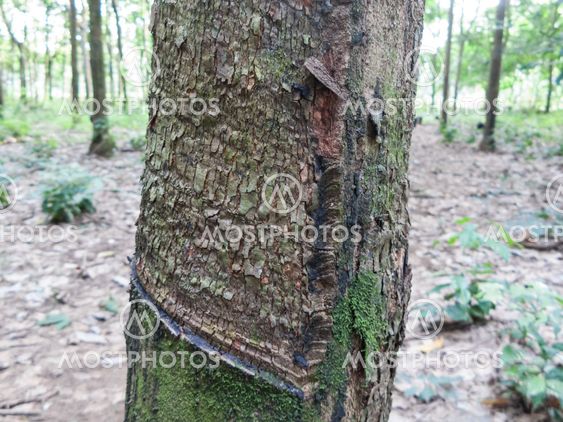 Tropical Rainforest Rubber Tree Para Rubber Tree | Bridgestone