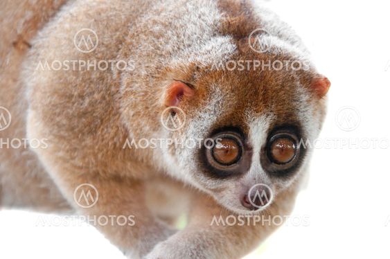 Loris Monkey