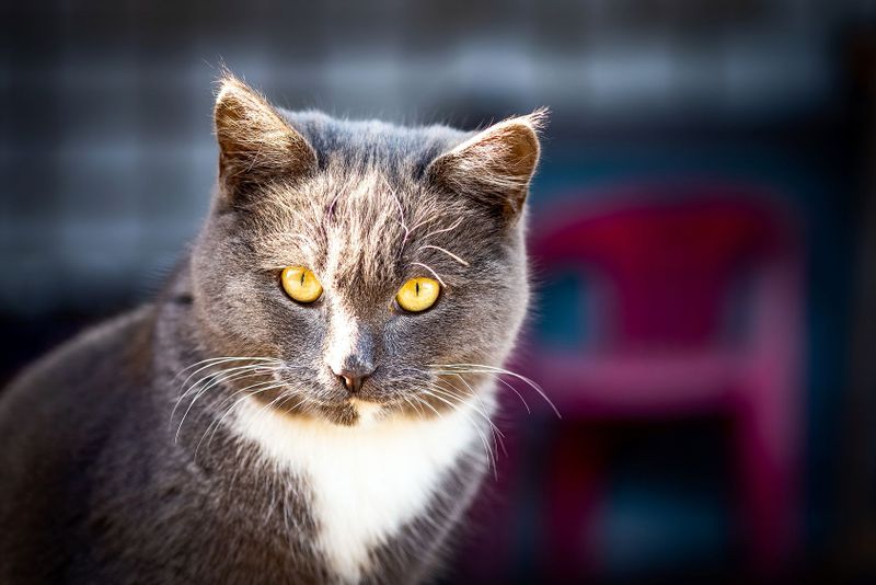 Mysiga kattbilder online - Mostphotos