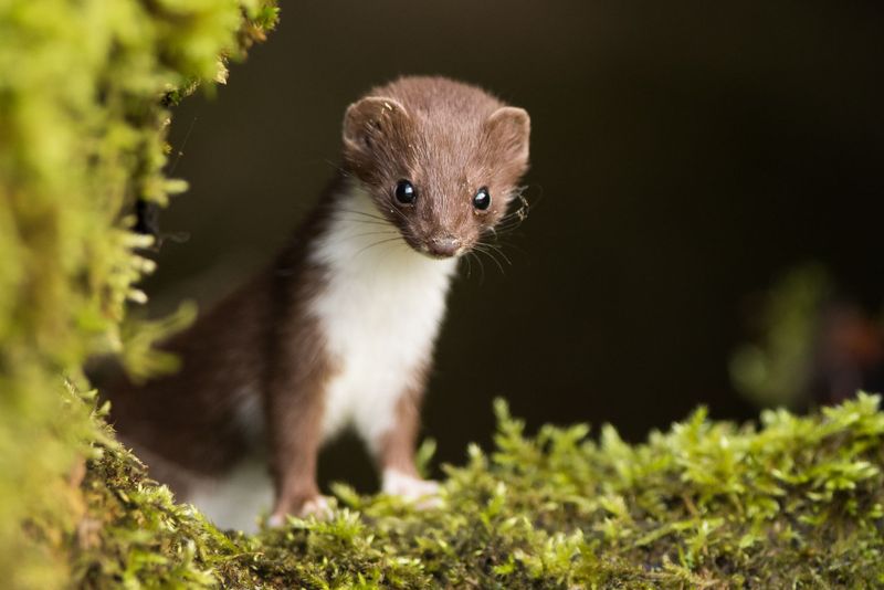 Nordic animals - Mostphotos